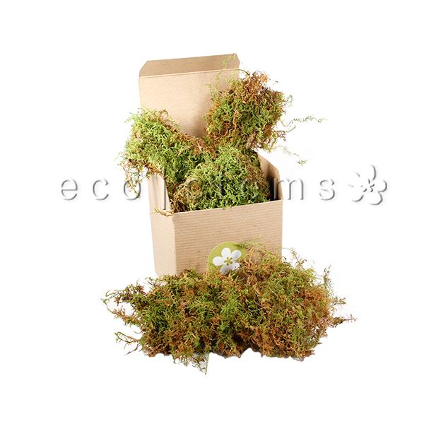 Fresh Sheet Moss Toronto Delivery